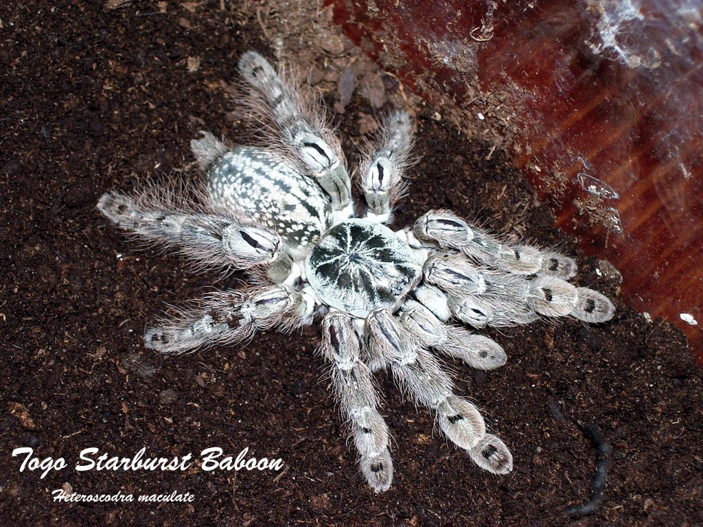 Starburst Baboon Tarantula