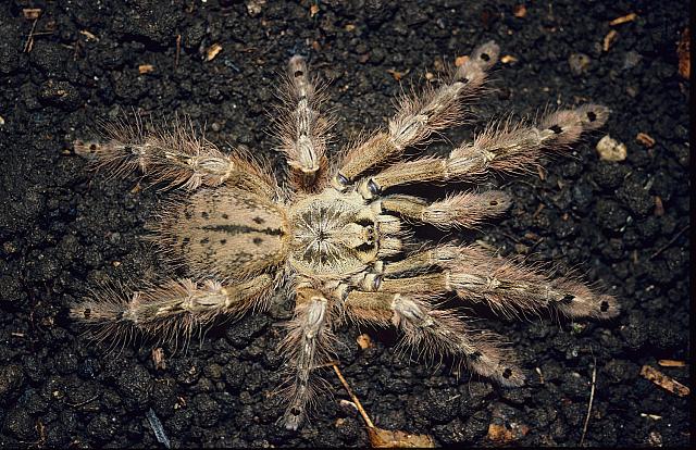 Feather Leg Baboon Tarantula