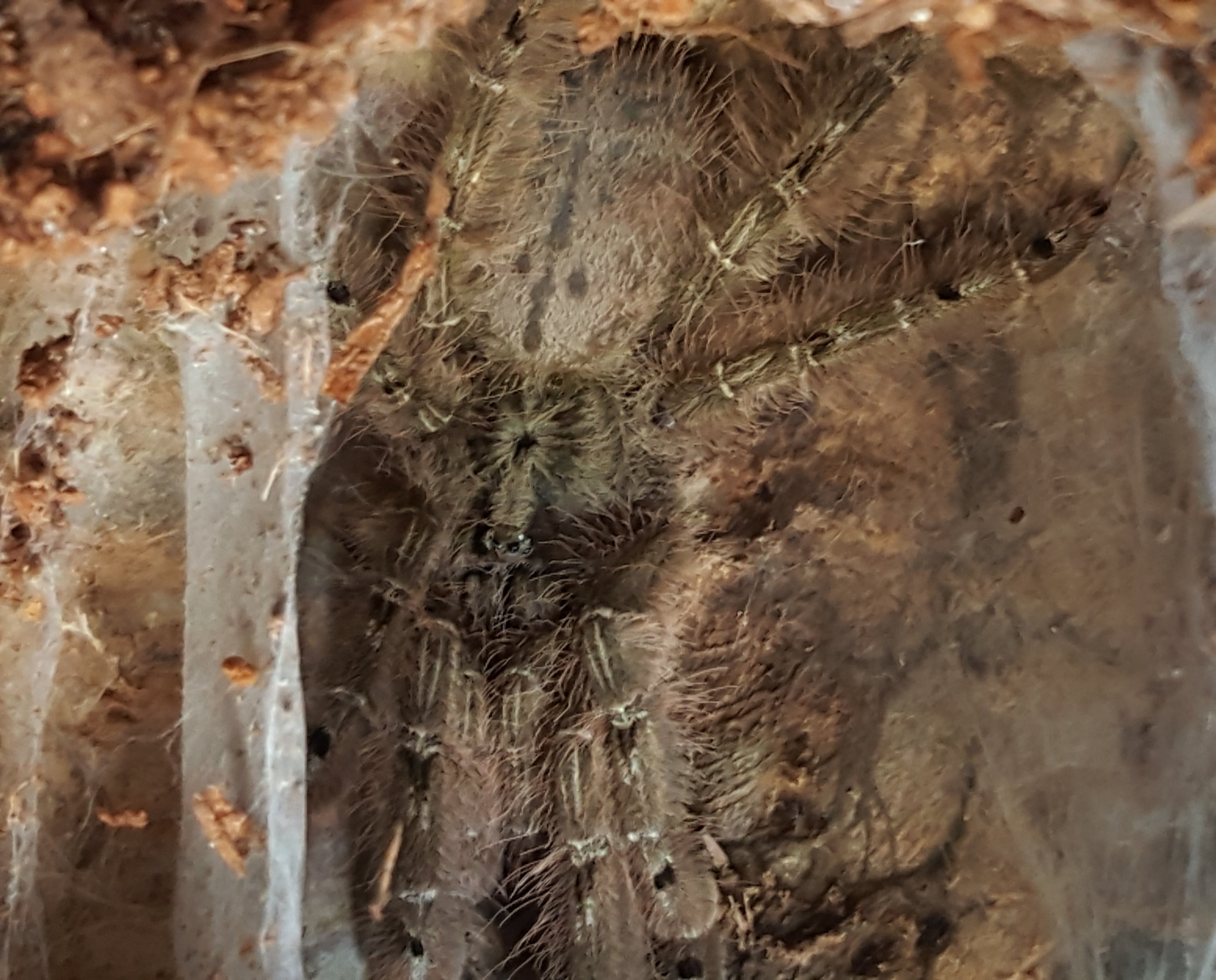 Feather Leg Baboon Tarantula