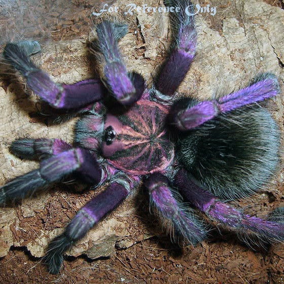 Purple Tarantulas