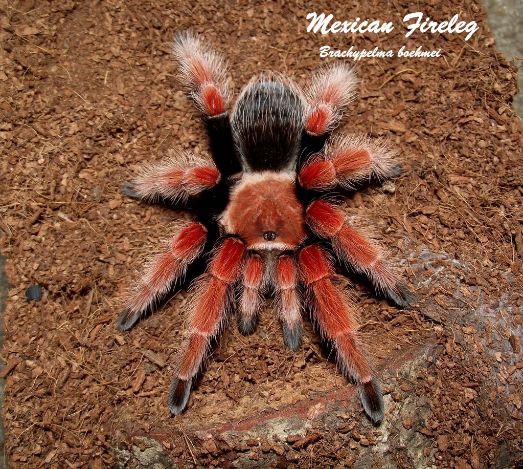 Mexican Fire Leg Tarantula