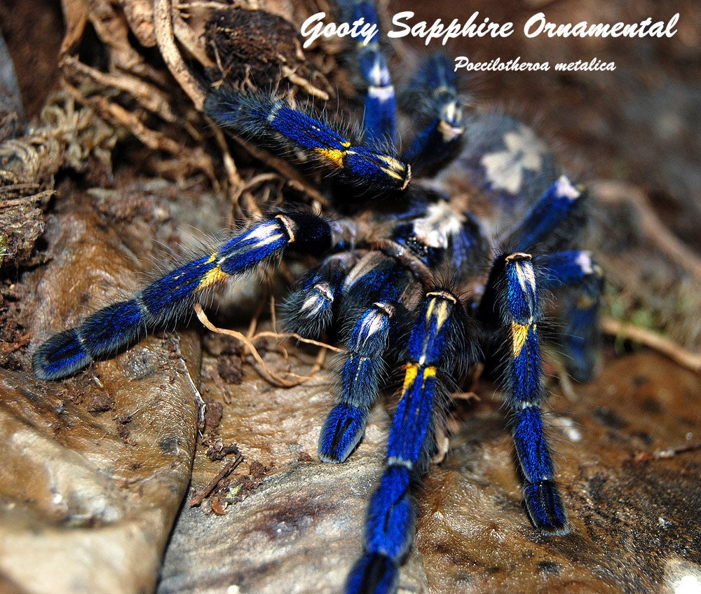 Gooty Sapphire Tarantula