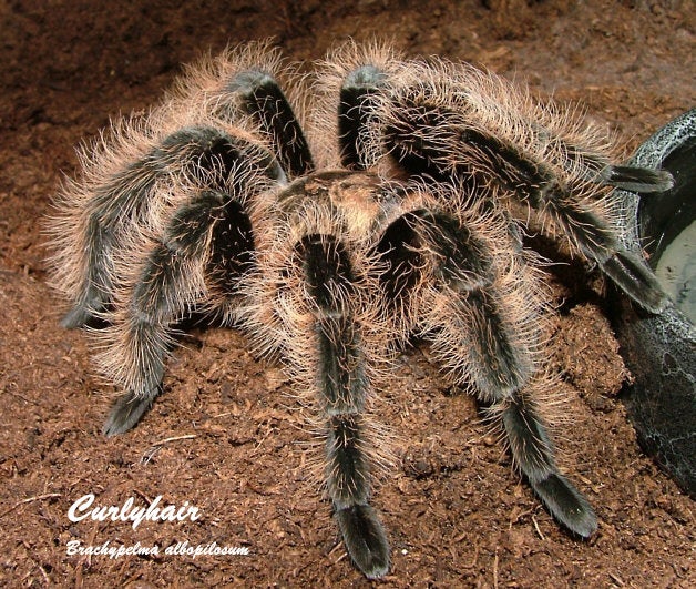 Curly Hair Tarantula Bite